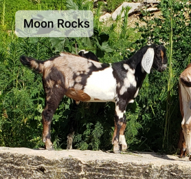 Goats for Sale - Holy Goat Creamery